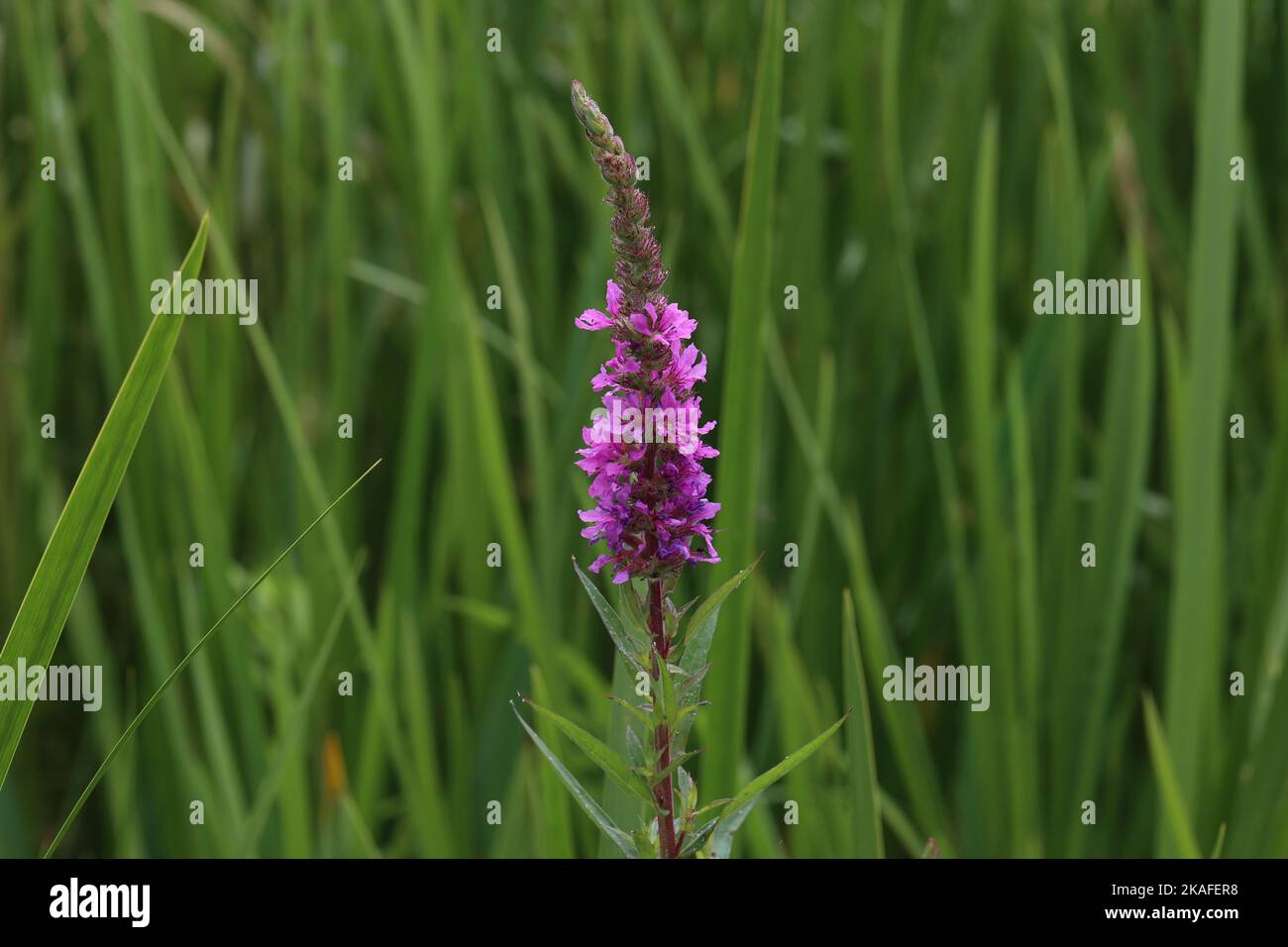 Purple loosestrife (Lythrum salicaria) inflorescence. Flower spike of ...