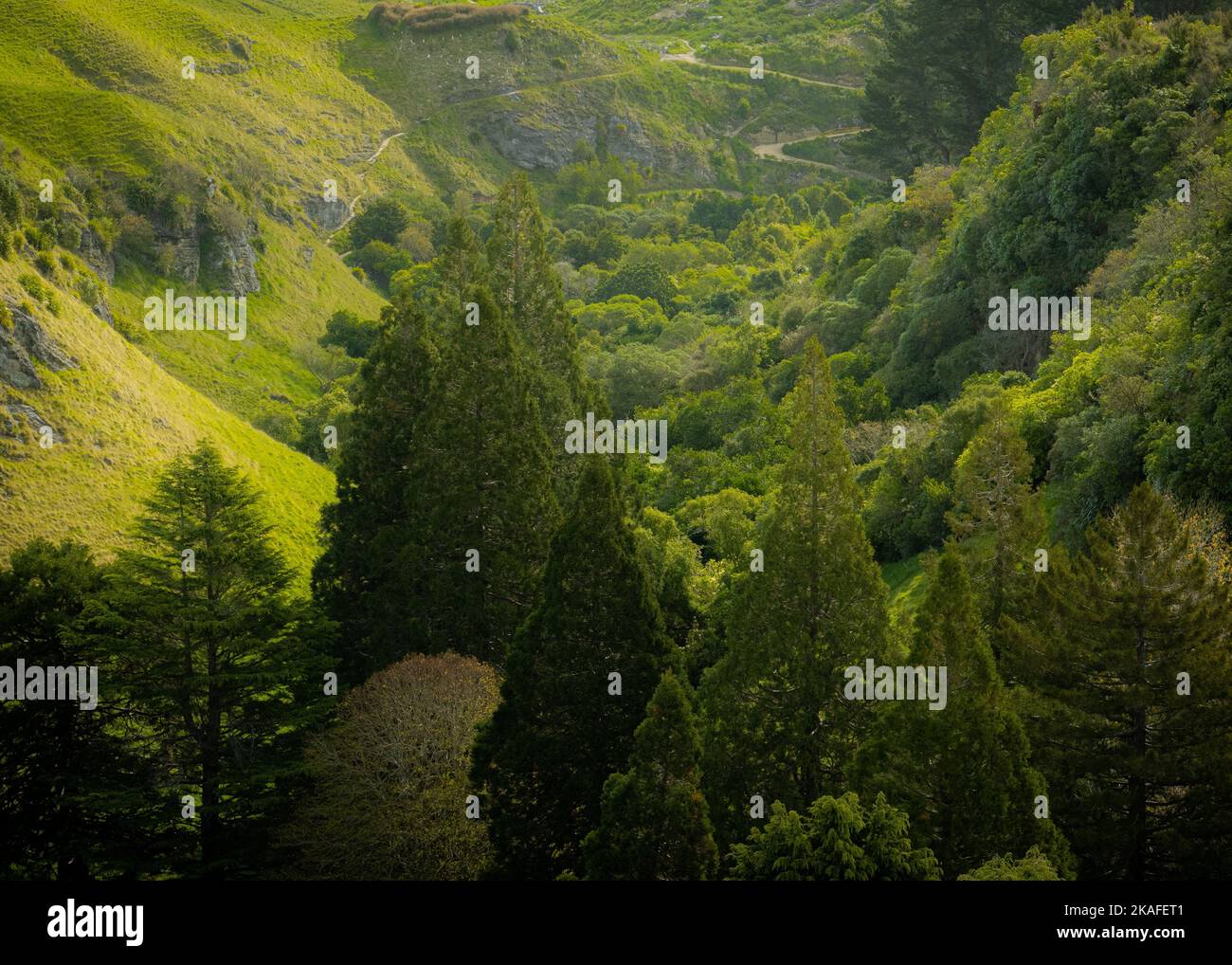 A beautiful scenery of natural area full of vegetation Stock Photo - Alamy