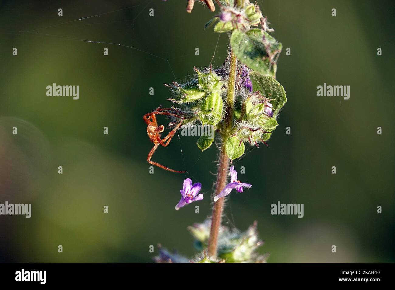 A macro shot of a spider on a plant against blur background Stock Photo ...