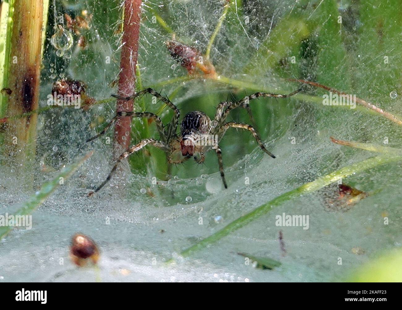 A macro shot of a spider making its cobweb around a plant and its preys ...