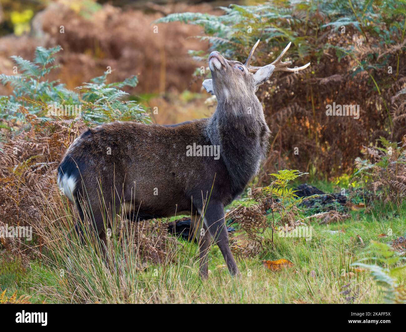 Sika Deer Stag Stock Photo - Alamy