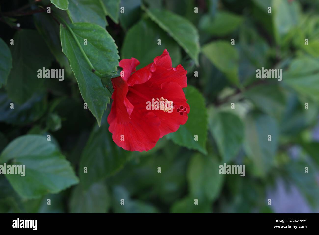 Close-up of a beautiful Hibiscus rosa-sinensis or Chinese Hibiscus ...