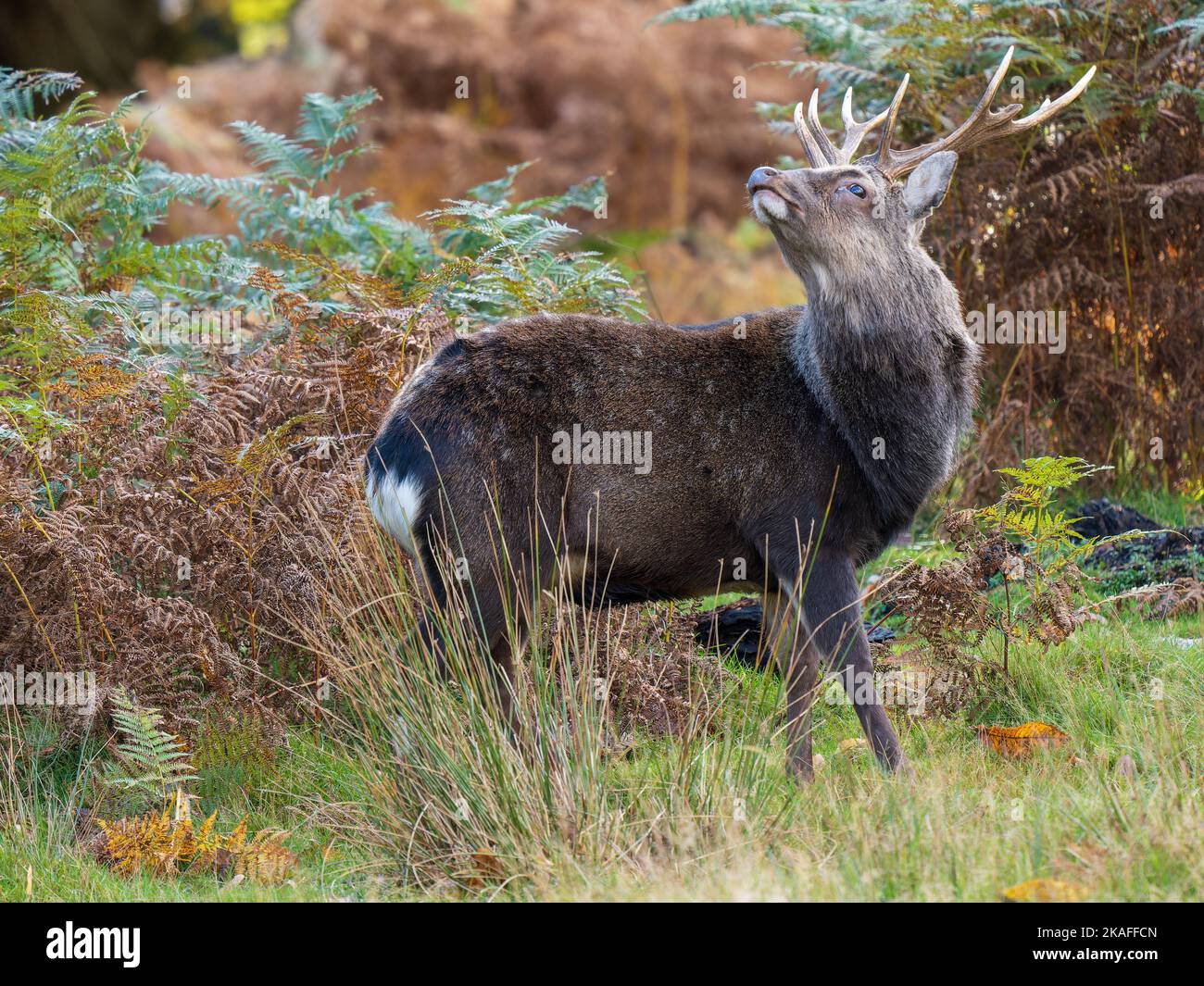 Sika Deer Stag Stock Photo - Alamy