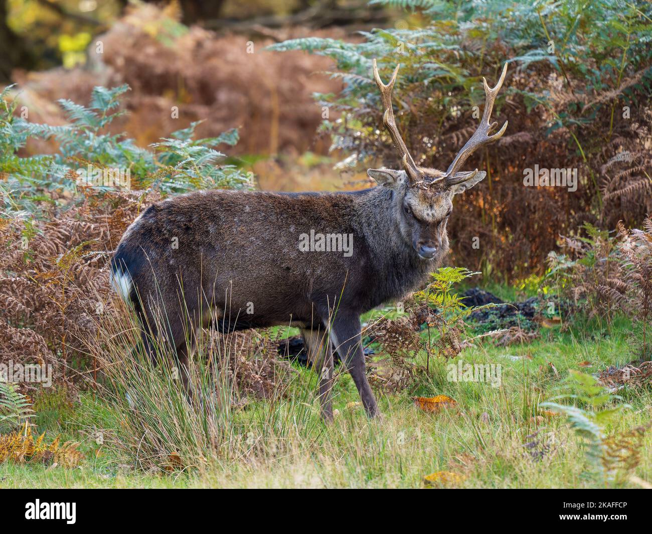 Sika Deer Stag Stock Photo - Alamy