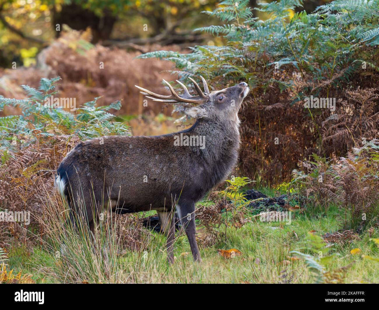Sika Deer Stag Stock Photo - Alamy