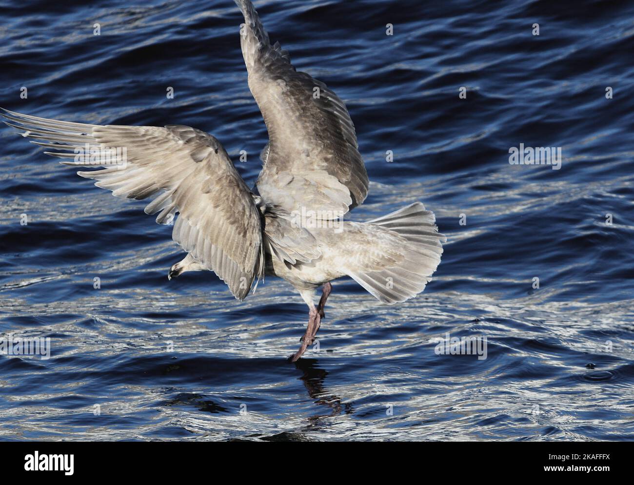 A beautiful shot of a glaucous-winged gull taking off in flight out of ...