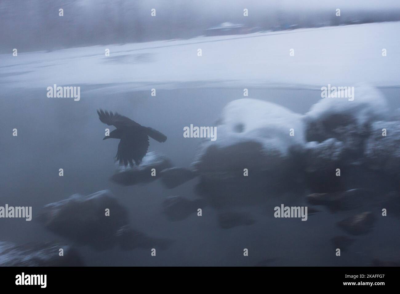 Raven flying over lake animal wildlife hi-res stock photography and ...