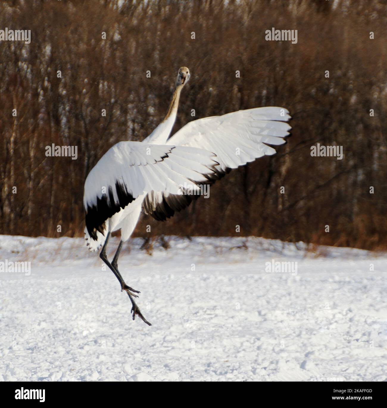 A beautiful shot of a red-crowned crane landing on a snow-land Stock ...
