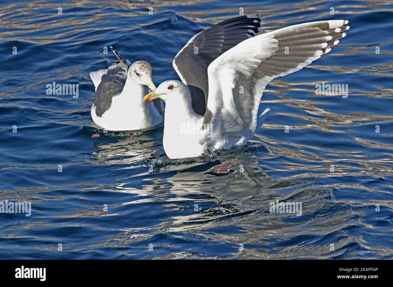 A couple of common gulls floating on tranquil water, one of them is ...