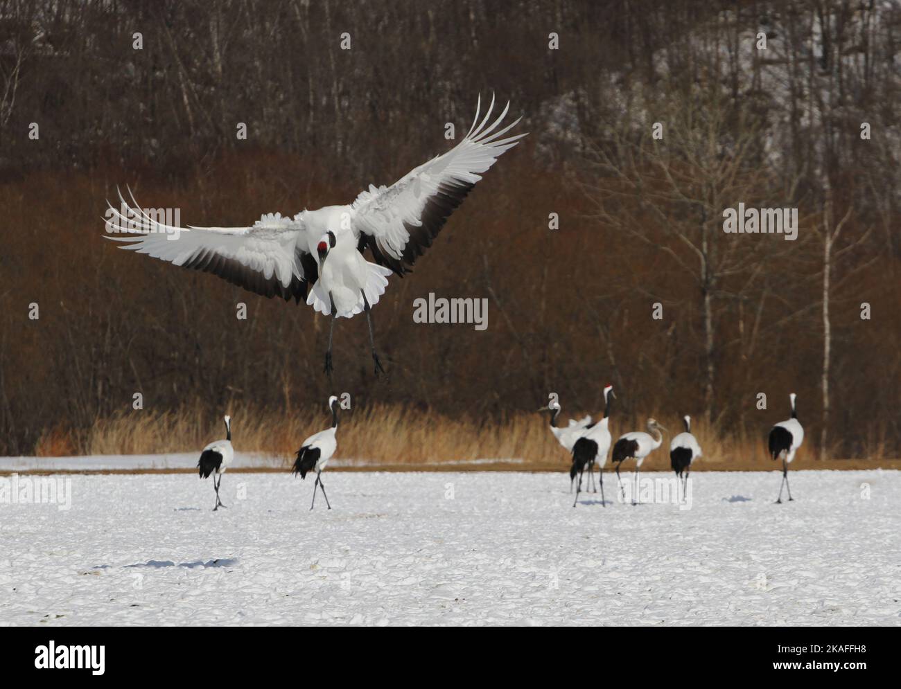 A red-crowned crane landing on snow-land, with crane birds standing in ...