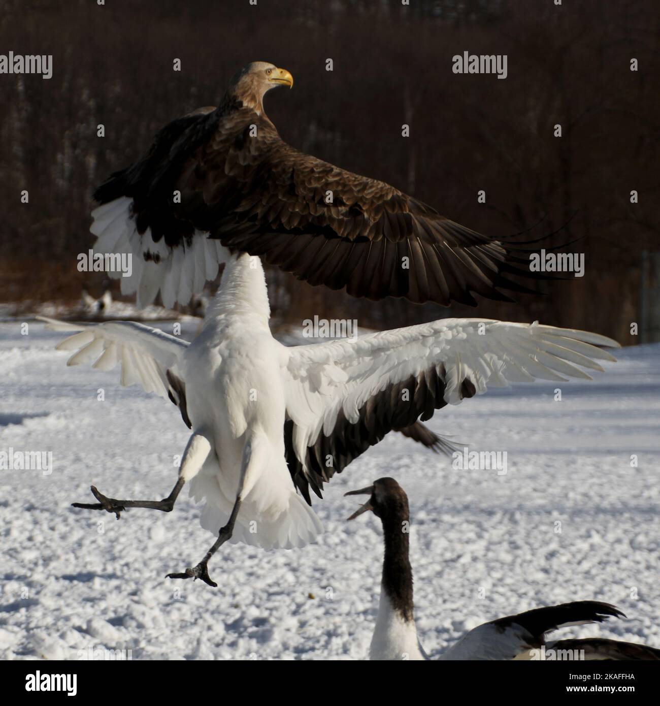 A breathtaking view of a white-tailed eagle attaching red-crowned crane ...