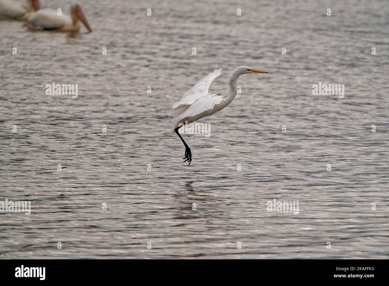 An eastern great egret taking off in flight out of a body of water ...