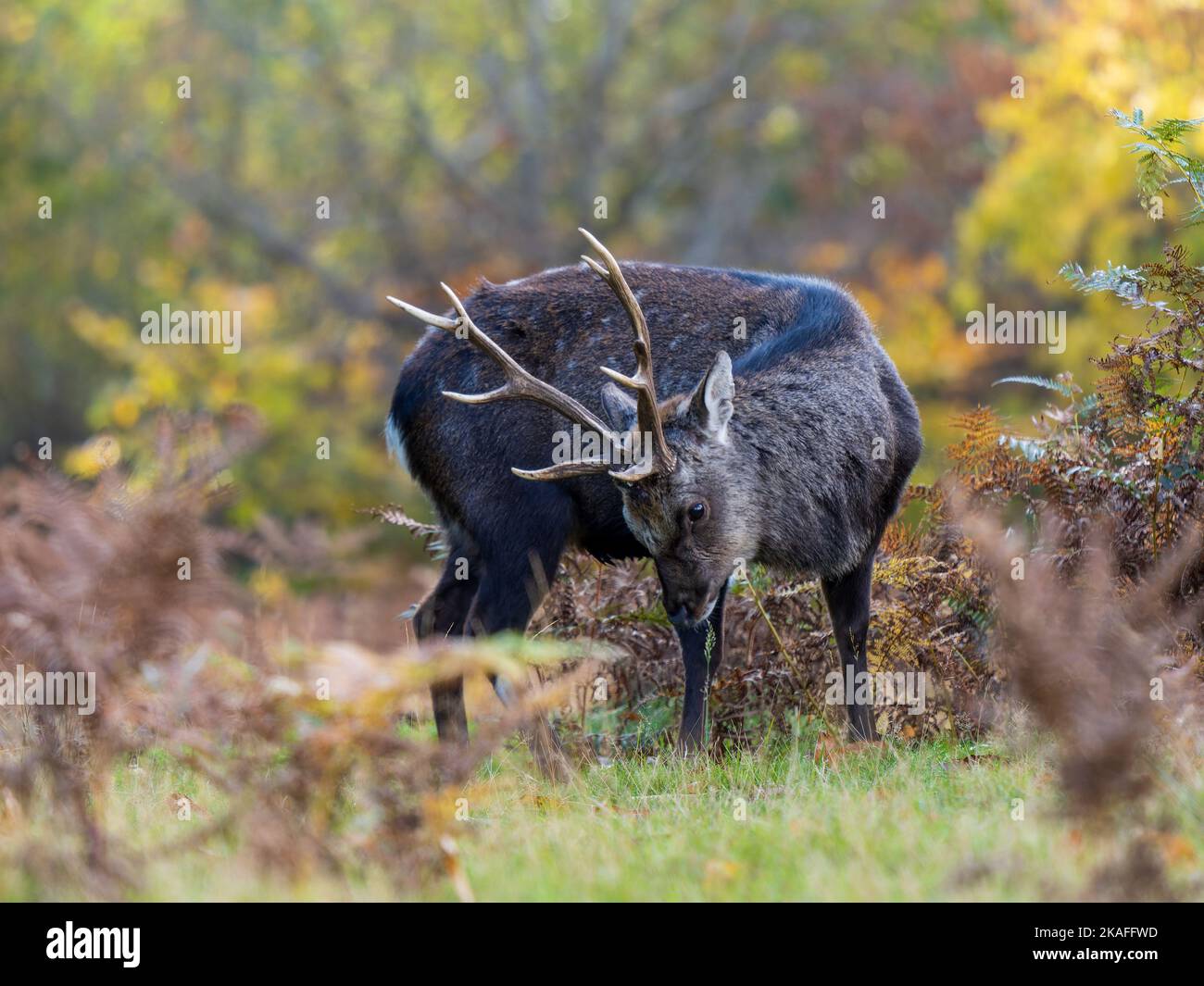 Sika Deer Stag Stock Photo - Alamy