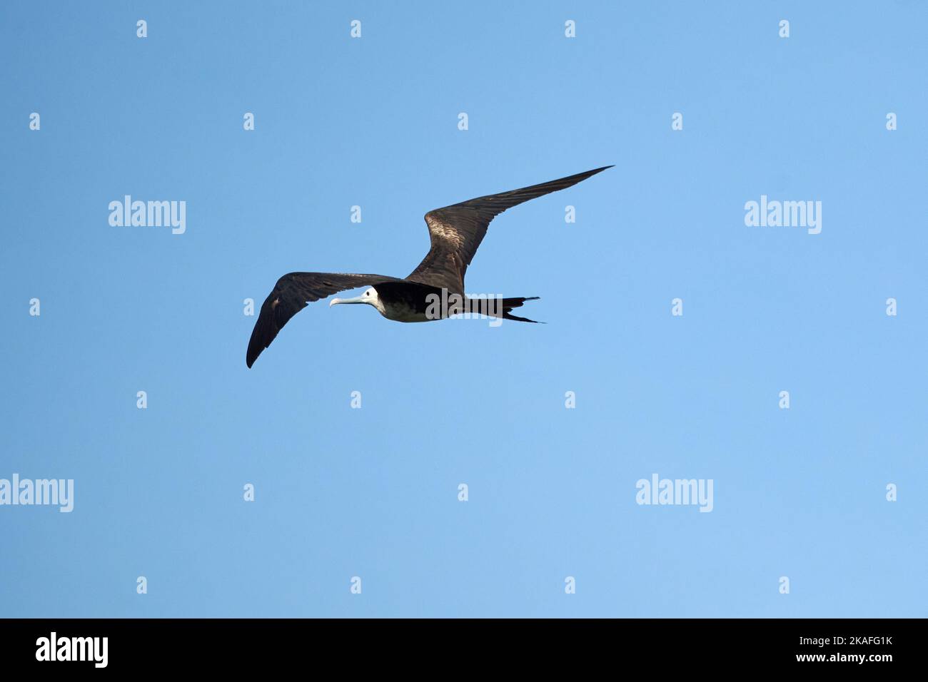 A frigatebird flying in the bright blue sky Stock Photo - Alamy