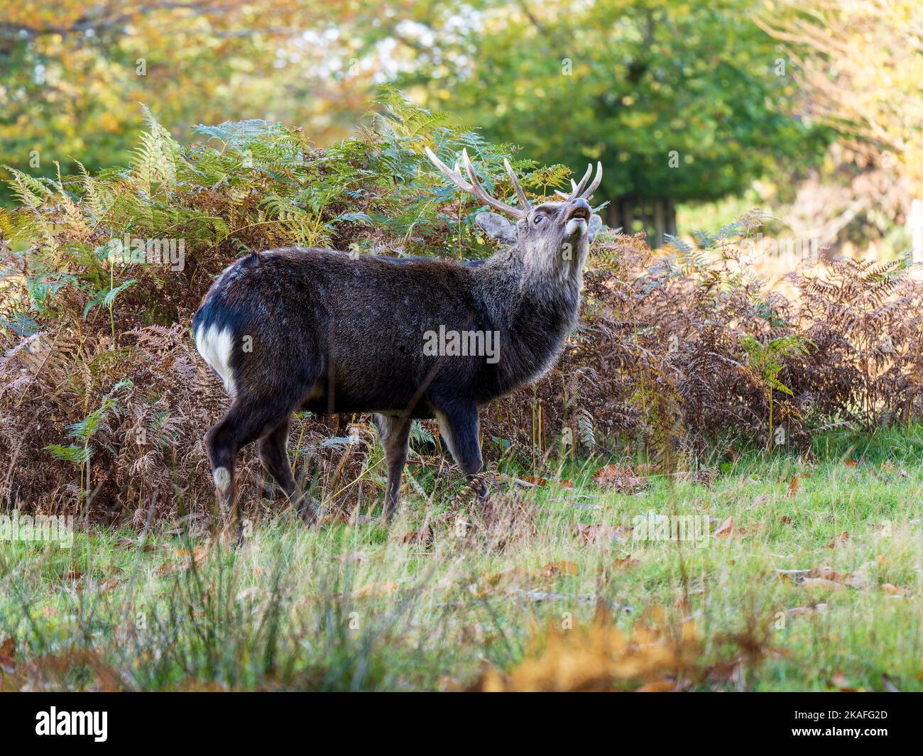 Sika Deer Stag Stock Photo - Alamy