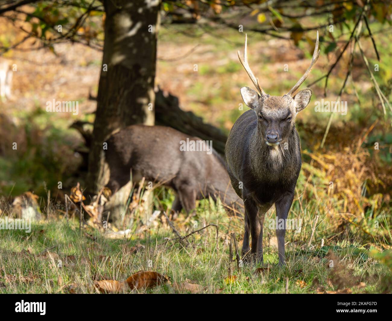 Sika Deer Stag Feeding Stock Photo - Alamy