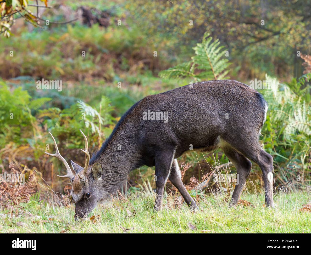 Sika Deer Stag Feeding Stock Photo - Alamy