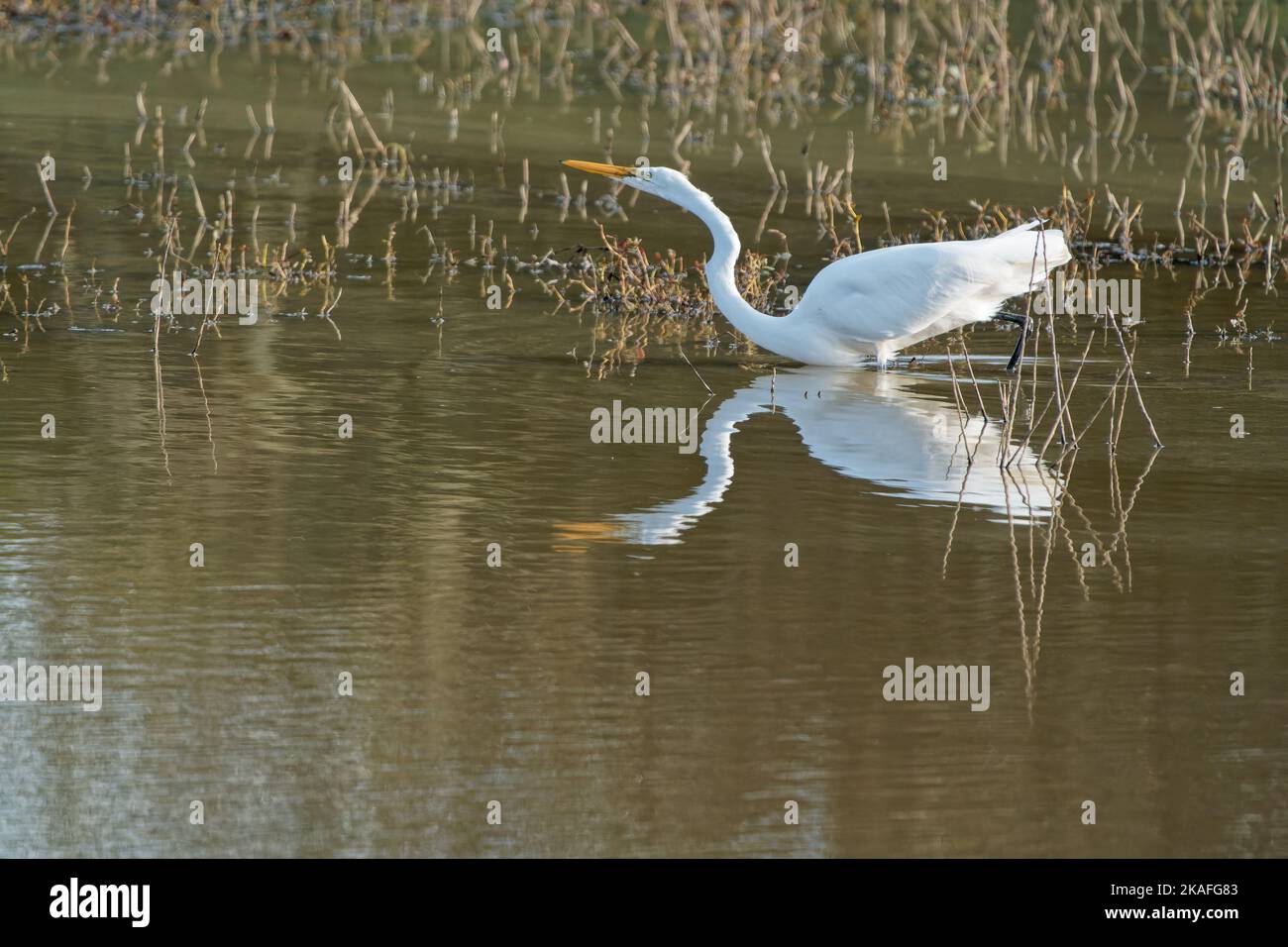 An eastern great egret (Ardea alba modesta) swimming in a lake Stock ...
