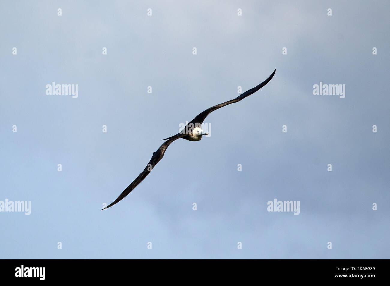 A lesser frigatebird flying in the sky Stock Photo - Alamy