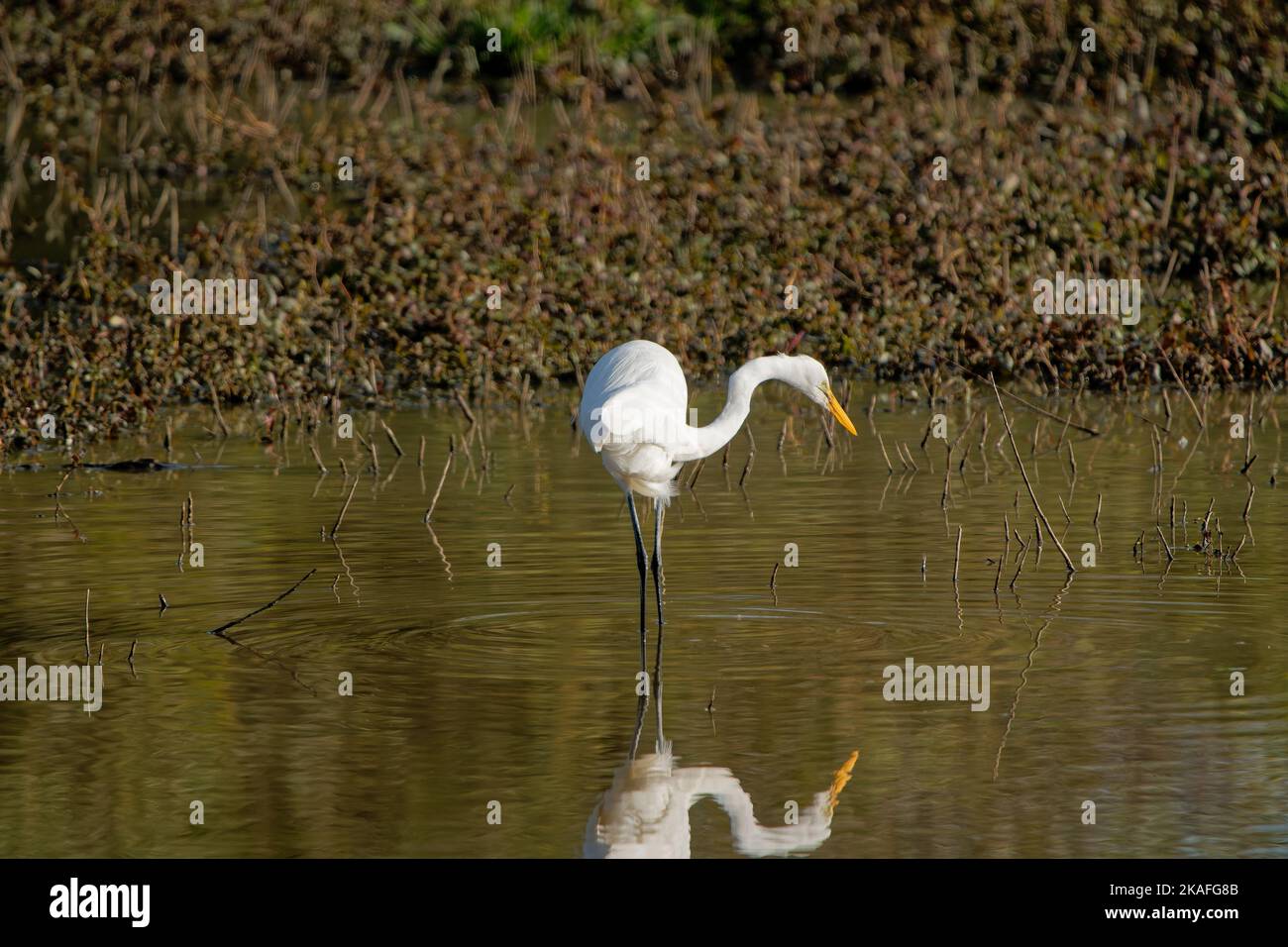 An eastern great egret (Ardea alba modesta) standing in a lake looking ...