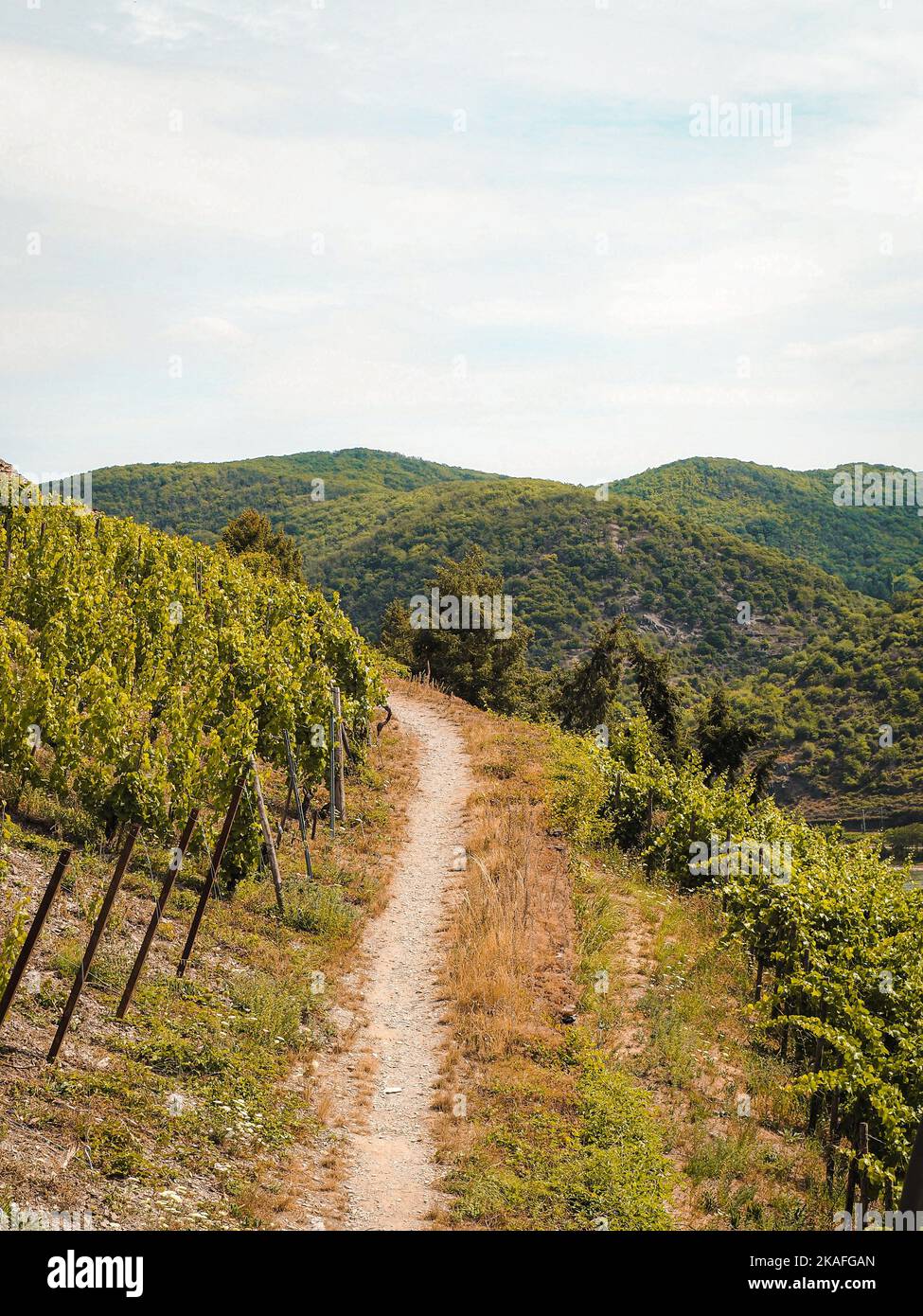 A pathway on the green forested hillside, in a vertical shot Stock ...