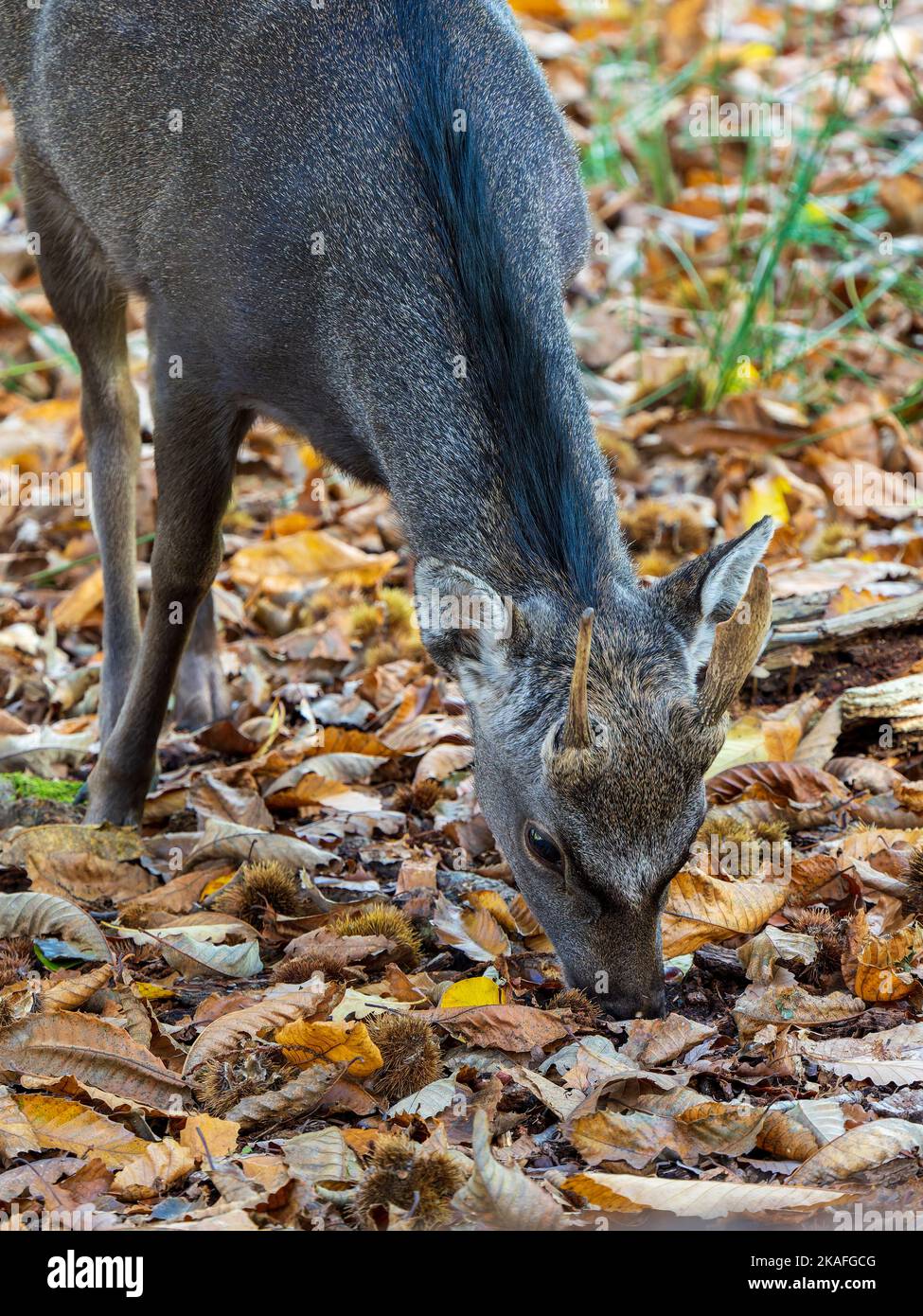 Sika Deer Stag Feeding Stock Photo - Alamy