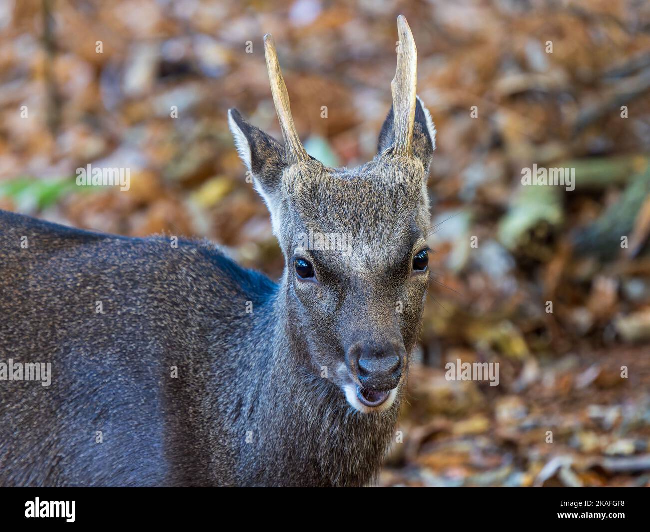 Sika Deer Stag Stock Photo - Alamy