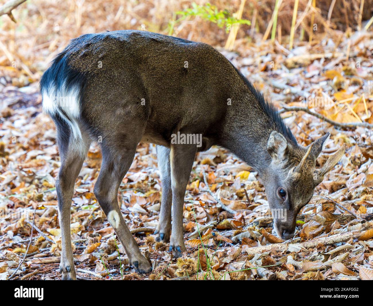 Sika Deer Stag Feeding Stock Photo - Alamy
