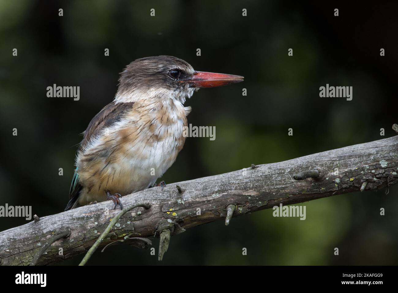 A common kingfisher perching on wood Stock Photo - Alamy