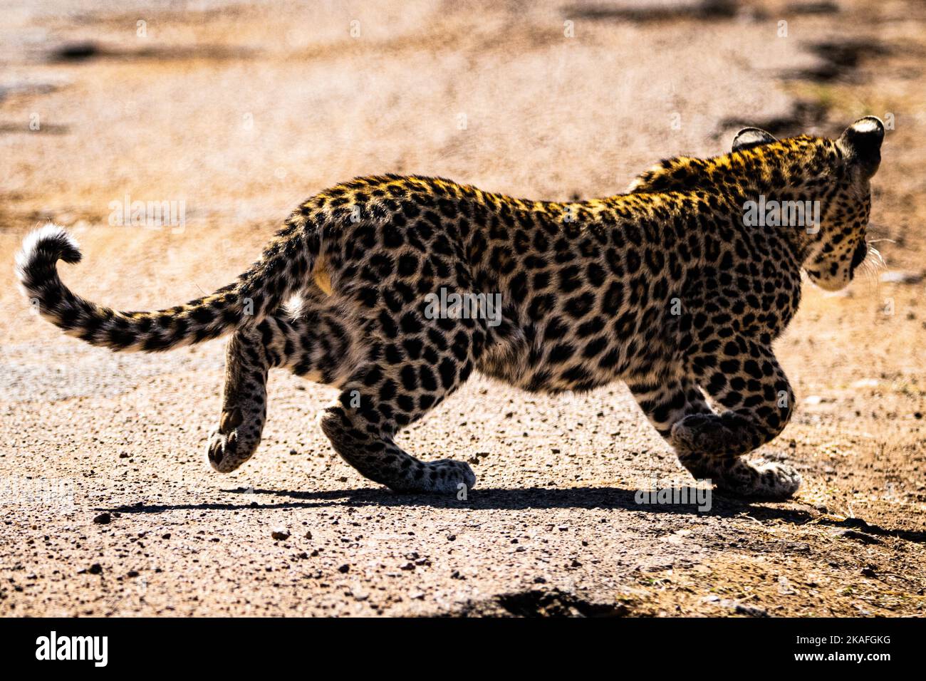 A back view of leopard running on rocky ground Stock Photo - Alamy