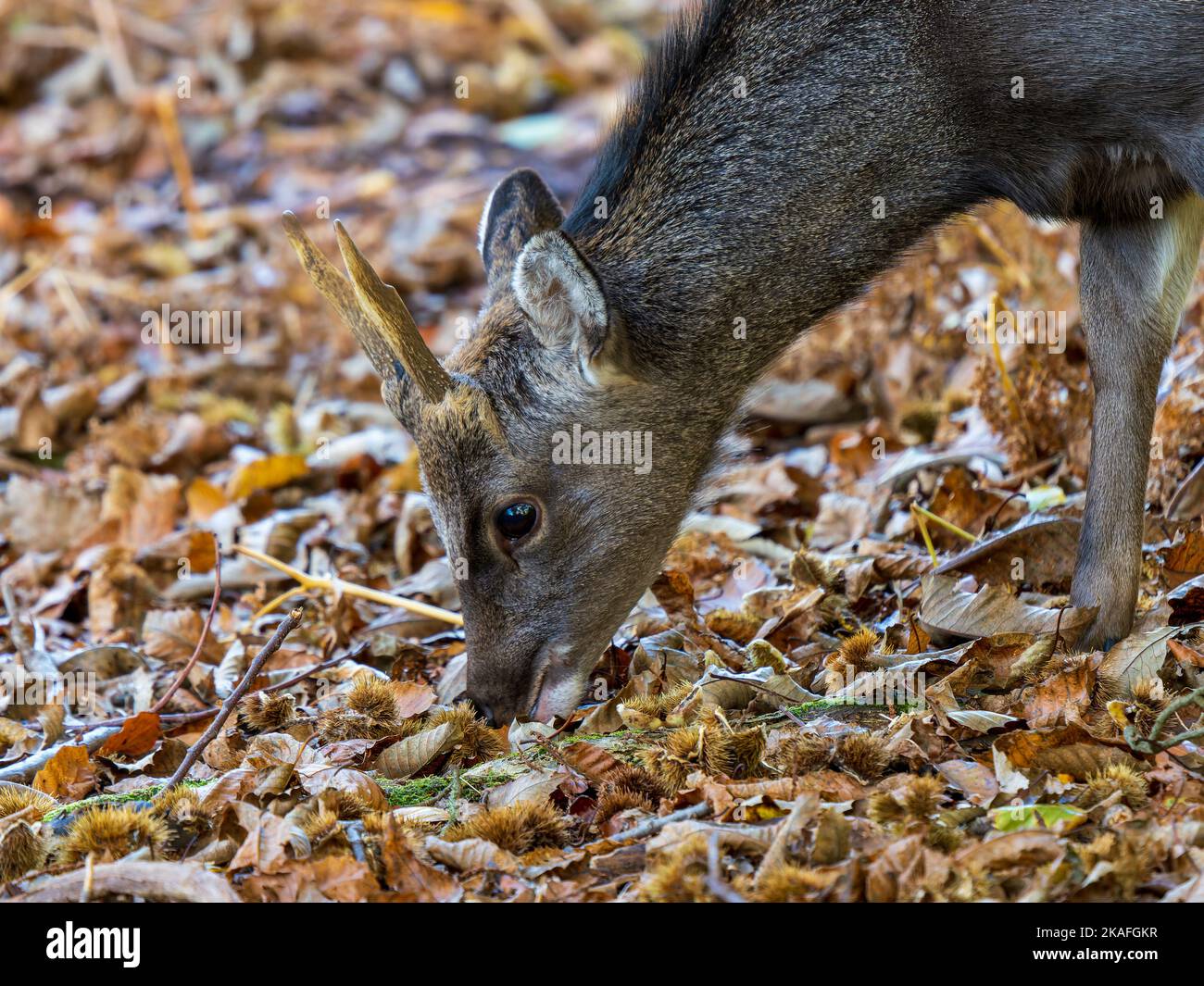 Sika Deer Stag Feeding Stock Photo - Alamy