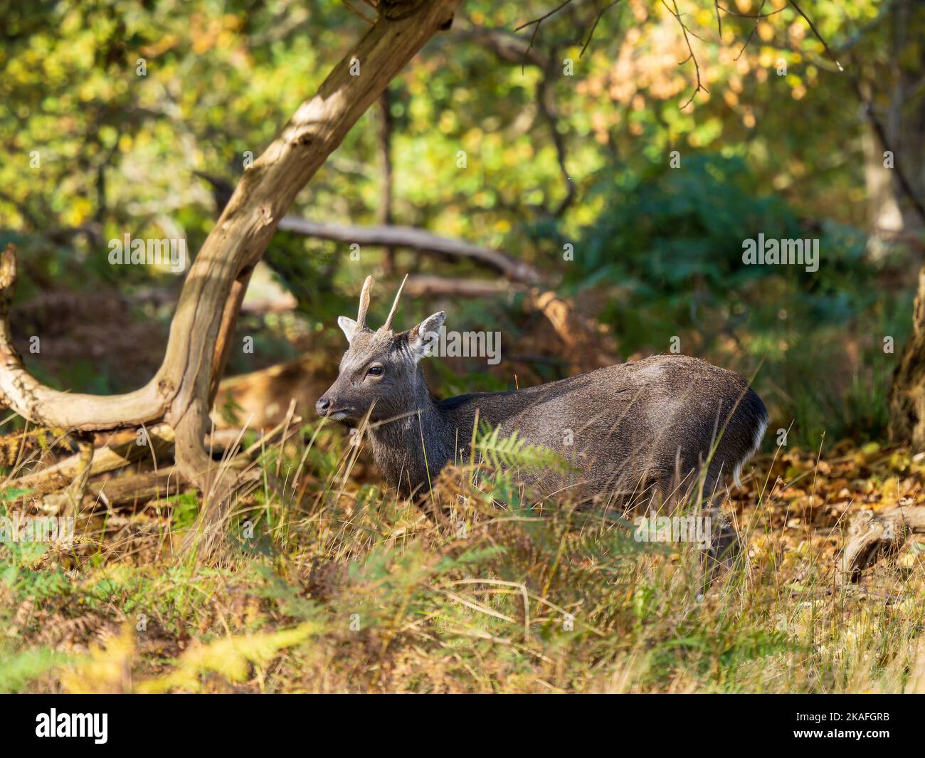 Sika Deer Stag Feeding Stock Photo - Alamy