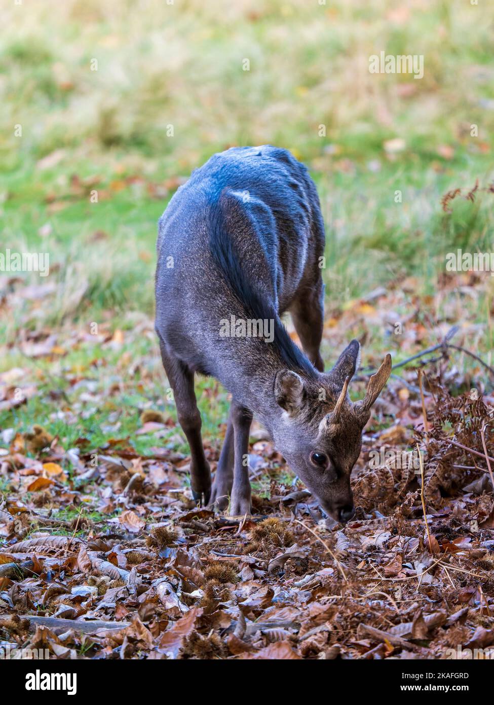 Sika Deer Stag Feeding Stock Photo - Alamy