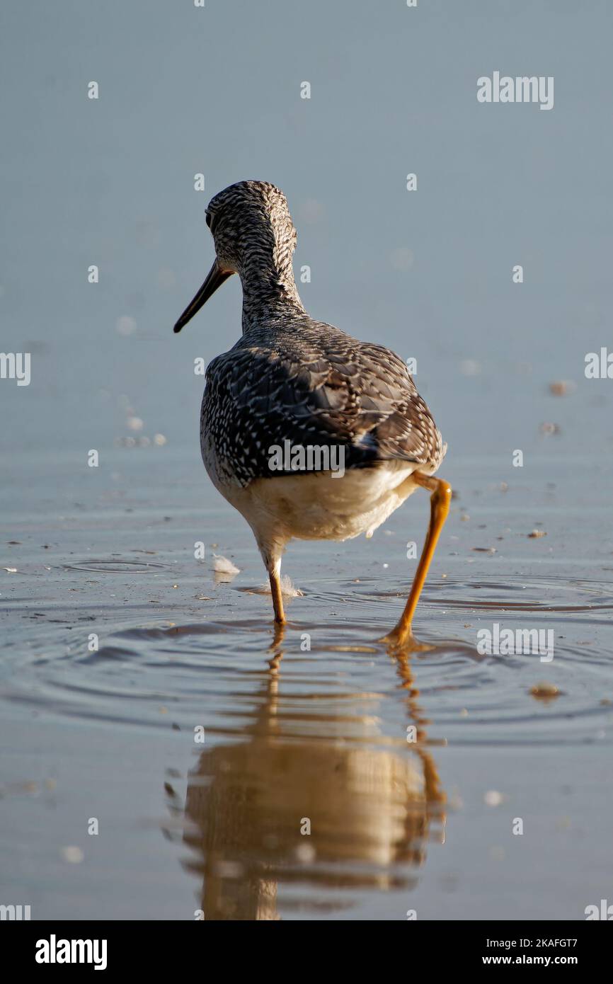 A wader walking in the lake, vertical Stock Photo - Alamy