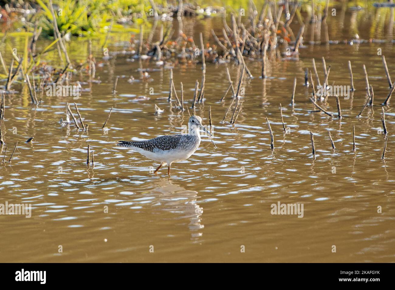 A wader on the lake trying to hunt Stock Photo - Alamy