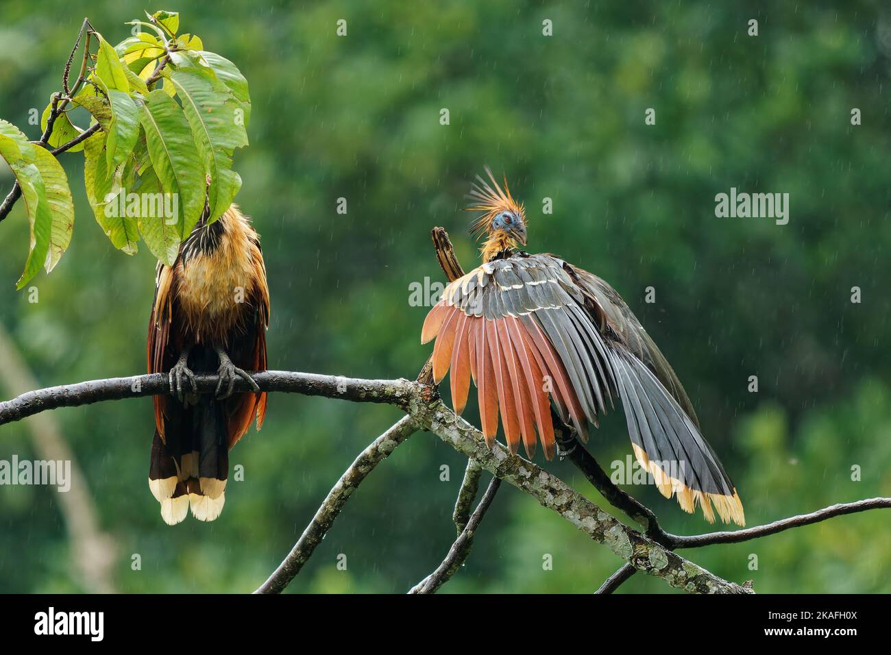 Hoatzin or hoactzin (Opisthocomus hoazin) tropical bird in ...