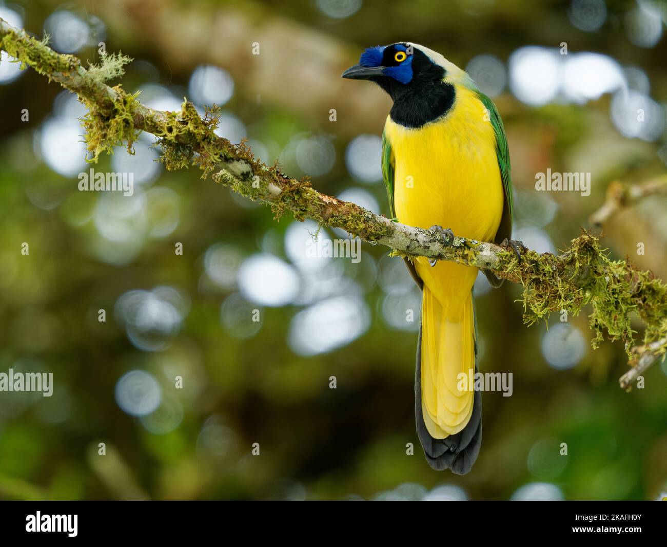 Inca jay (Cyanocorax yncas or querrequerre) bird of New World jays ...