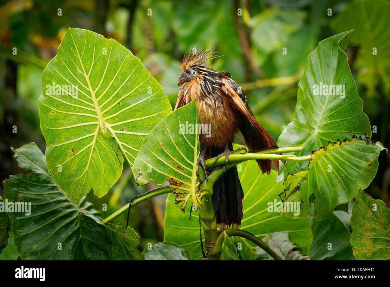 Hoatzin bird hi-res stock photography and images - Alamy