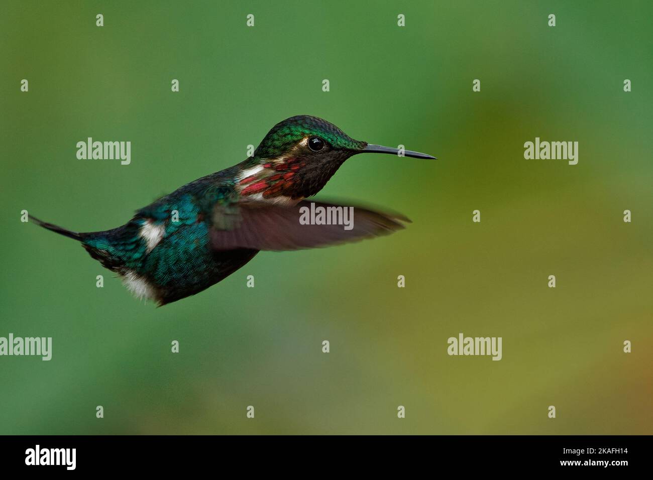 Gorgeted Woodstar (Chaetocercus heliodor) hummingbird in tribe ...