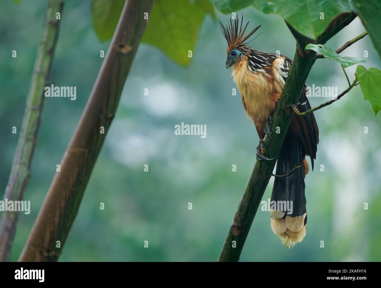 O hoazin hi-res stock photography and images - Alamy