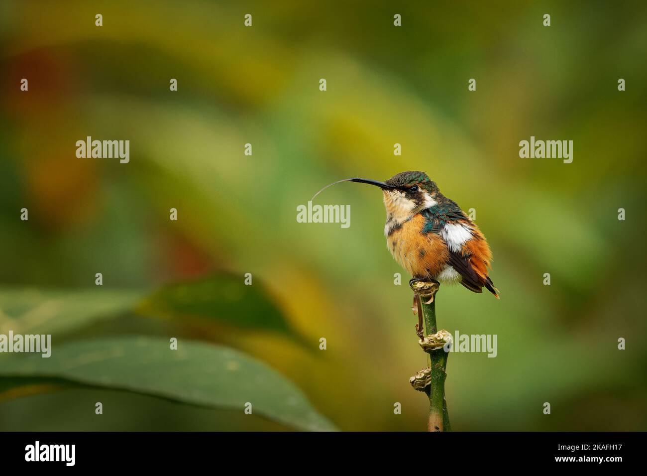 Gorgeted Woodstar (Chaetocercus heliodor) female hummingbird in tribe ...