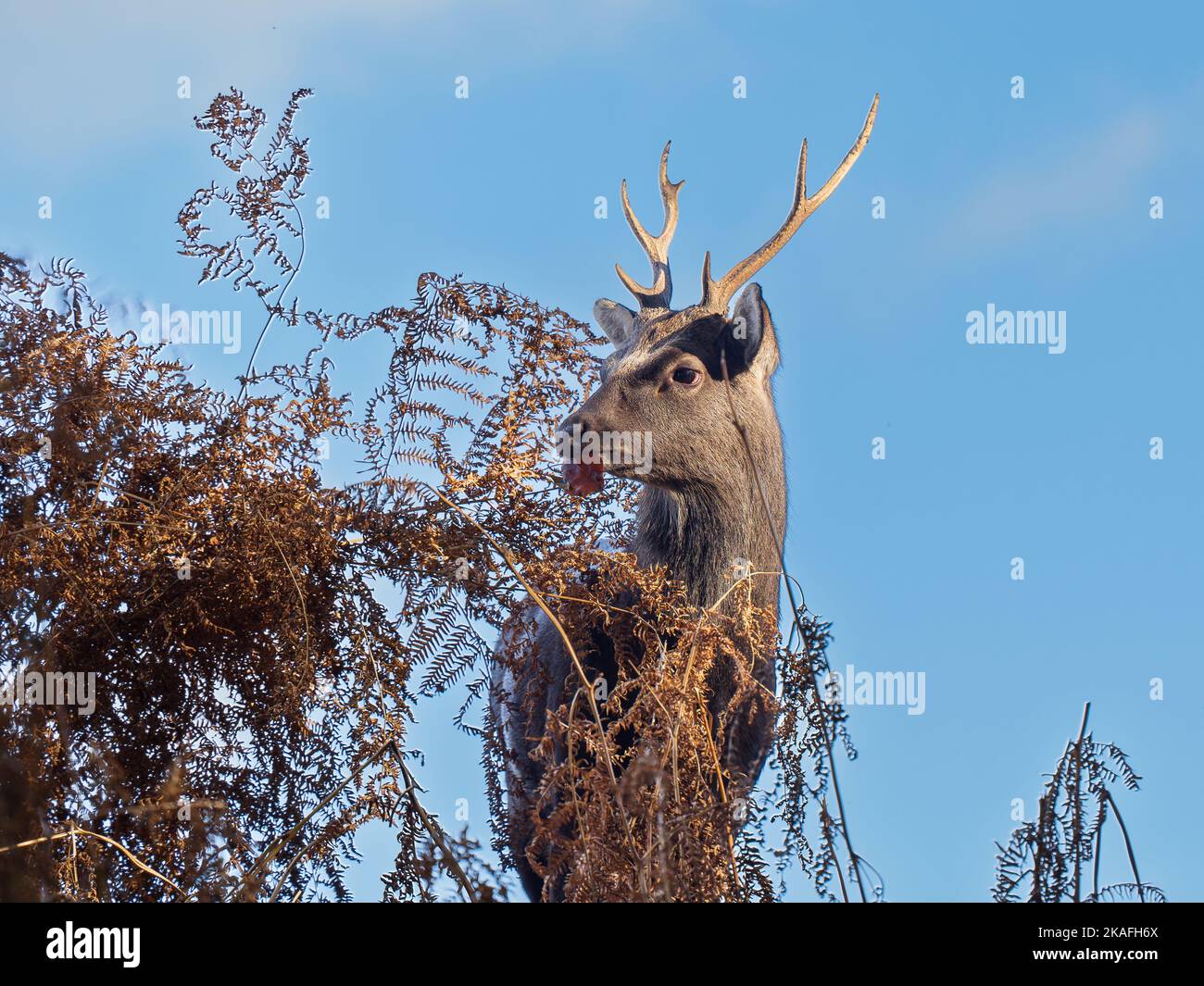 Sika Deer Stag Feeding Stock Photo - Alamy