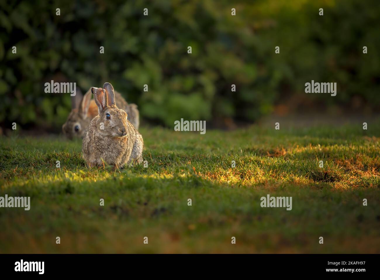 The cute European rabbits in the green field Stock Photo - Alamy