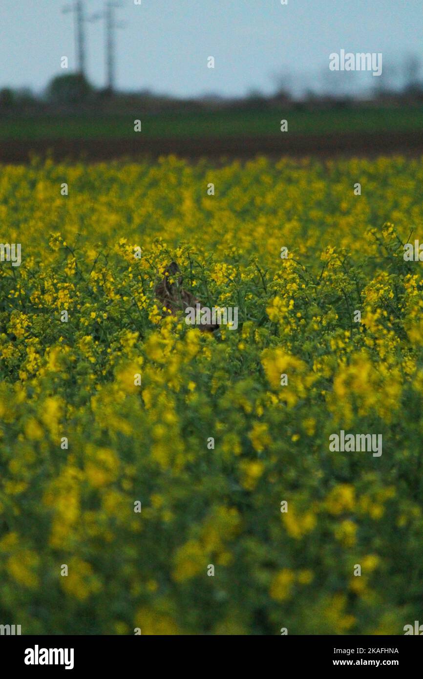 A vertical shot of doe hiding in grass and flowers Stock Photo - Alamy