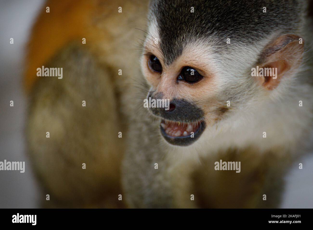 Squirrel monkey mouth open hi-res stock photography and images - Alamy