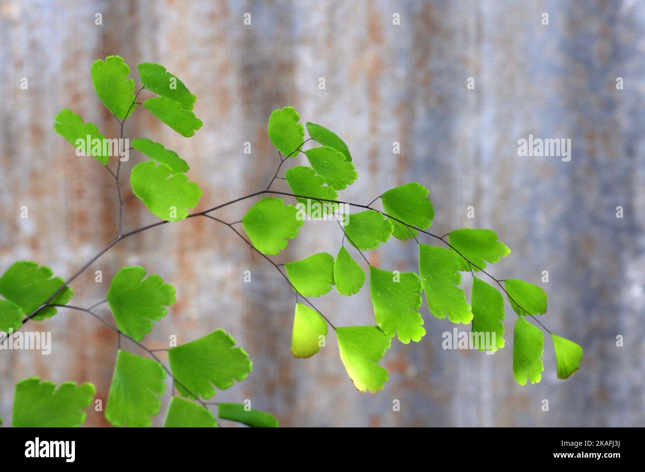 A closeup of blooming plant leaves isolated in blurred background Stock ...