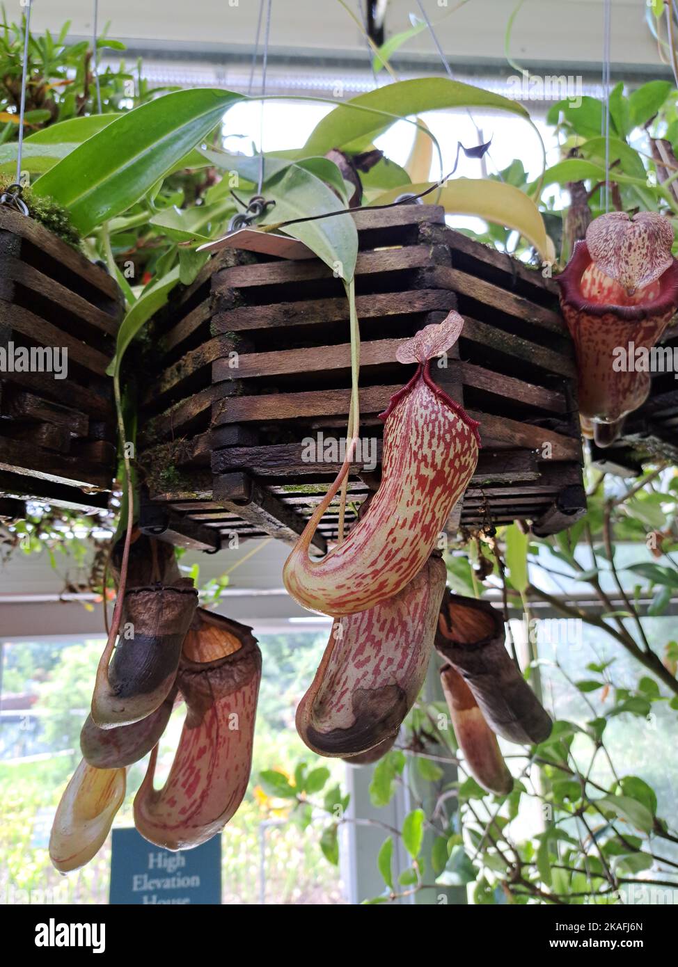 A vertical shot of a bunch of tropical pitcher plants (Nepenthes ...