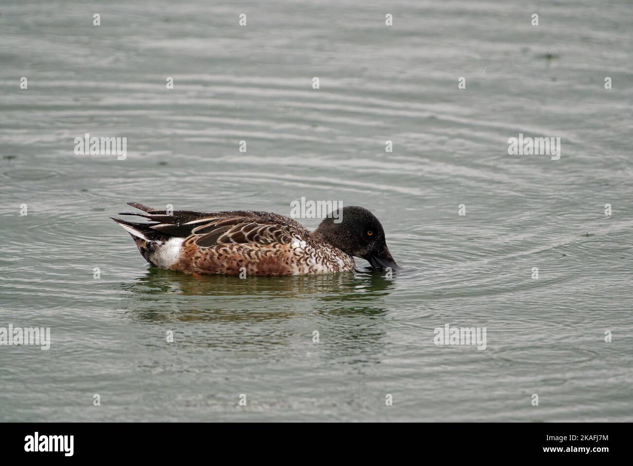 A northern shoveler (Spatula clypeata) swimming in a pond and drinking ...