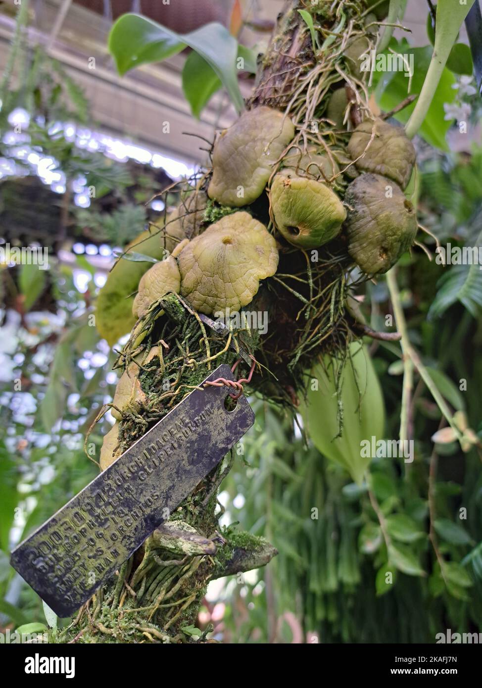 A vertical shot of a rare species of orchid plant (Bulbophyllum ...
