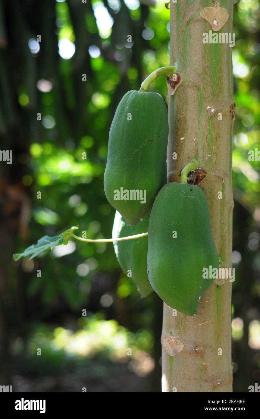 A closeup of growing papayas on tree Stock Photo - Alamy